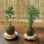How to Make a Kokedama: Replace Flower Pots with Moss Balls?