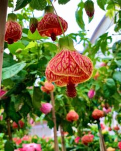 Flowering Maple (Abutilon): Care and Growing Guide